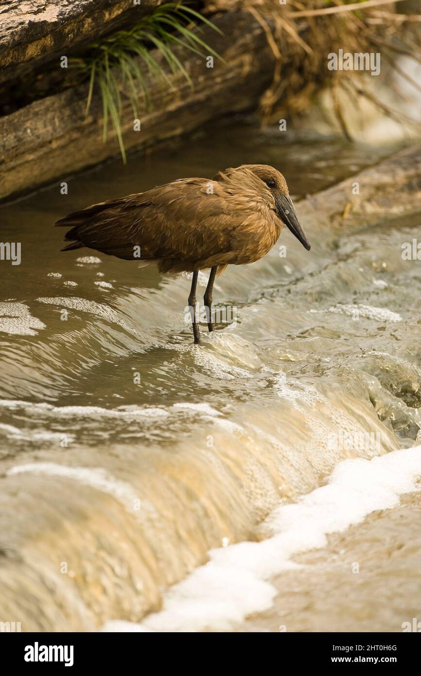 Hammerkop (Scopus umbretta) standing on a little spillway looking for ...
