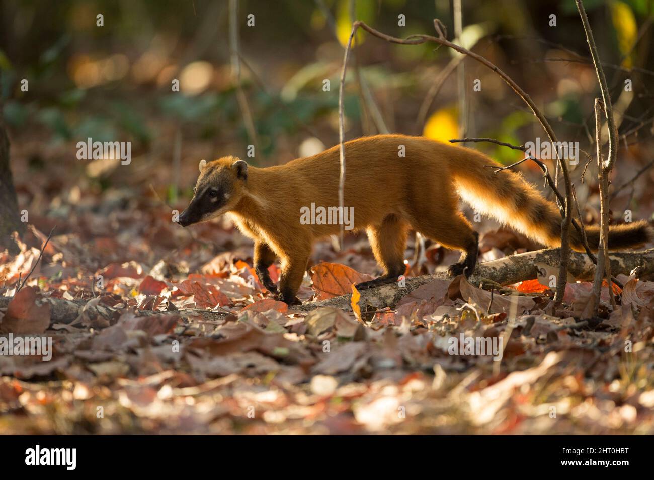 South American coati (Nasua nasua) between 95 and 113 cm long including ...