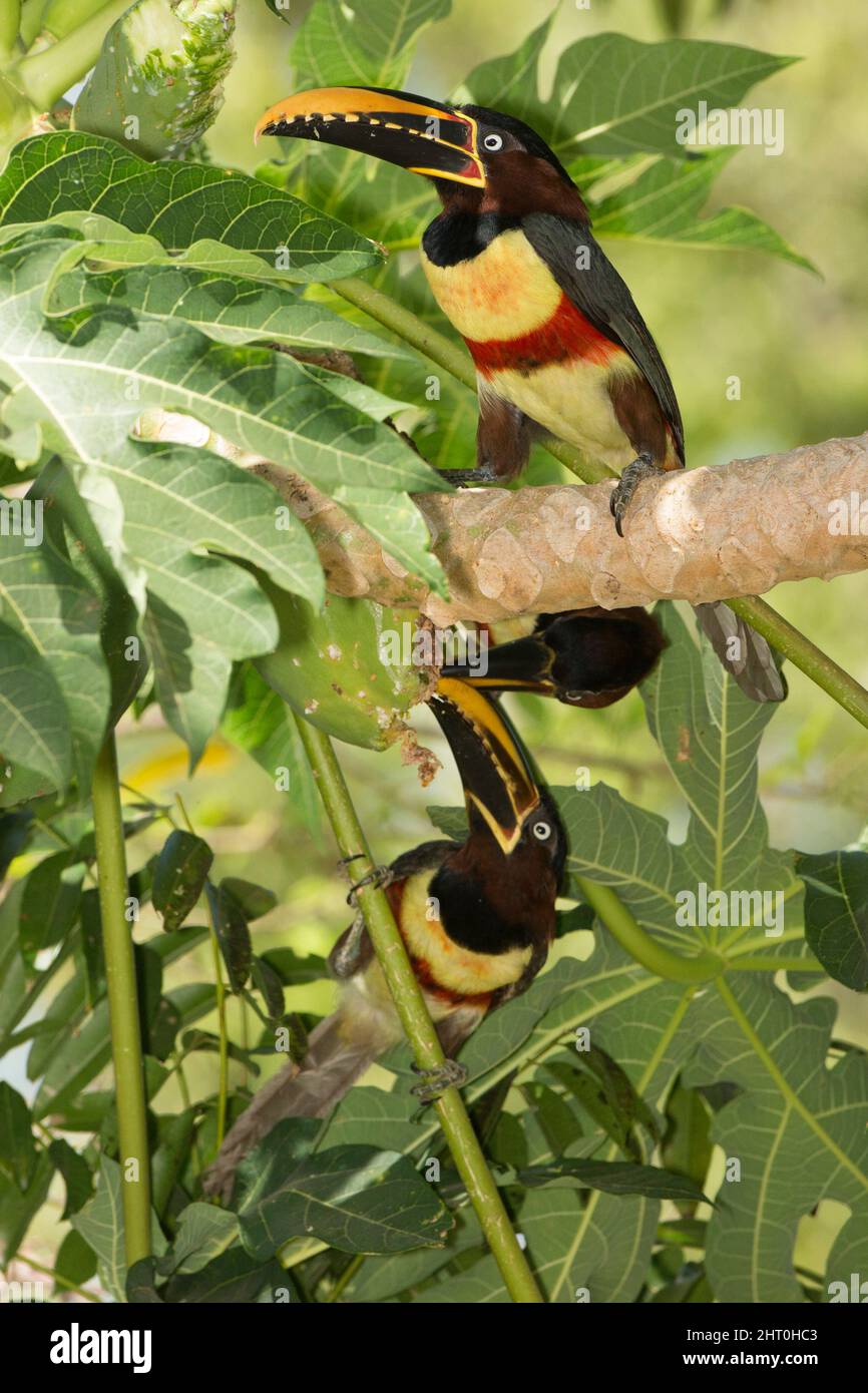 Chestnut-eared aracaris (Pteroglossus castanotis), two birds in tree ...