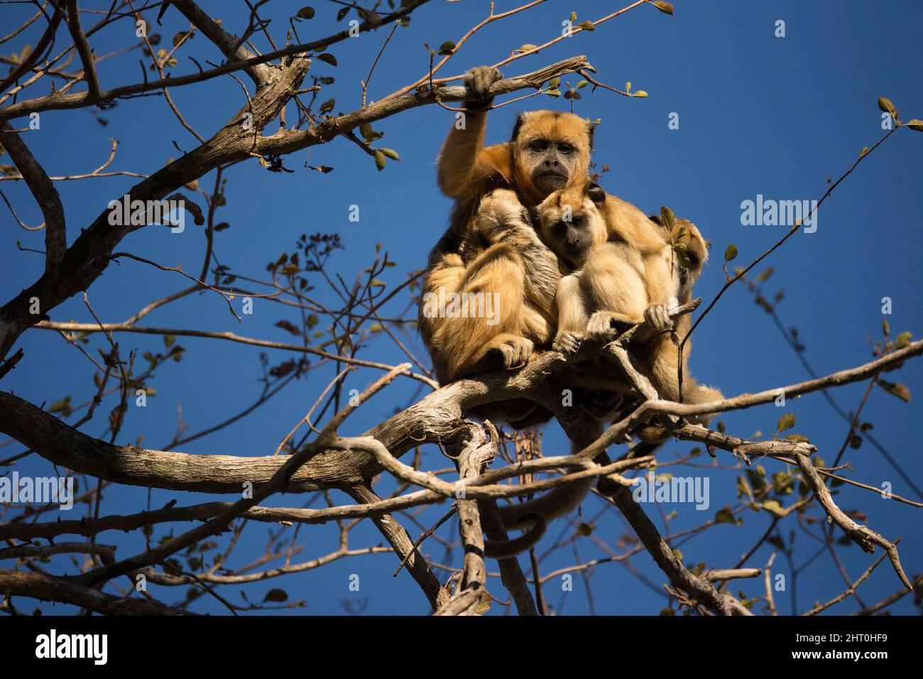Black howler monkey (Alouatta caraya) adult and a young one high in a ...