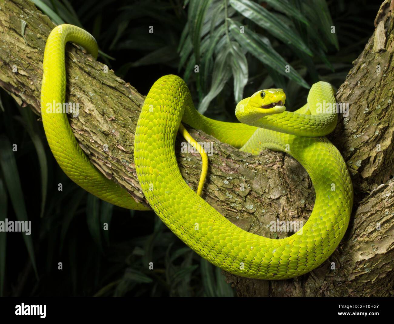 East African Green Mamba