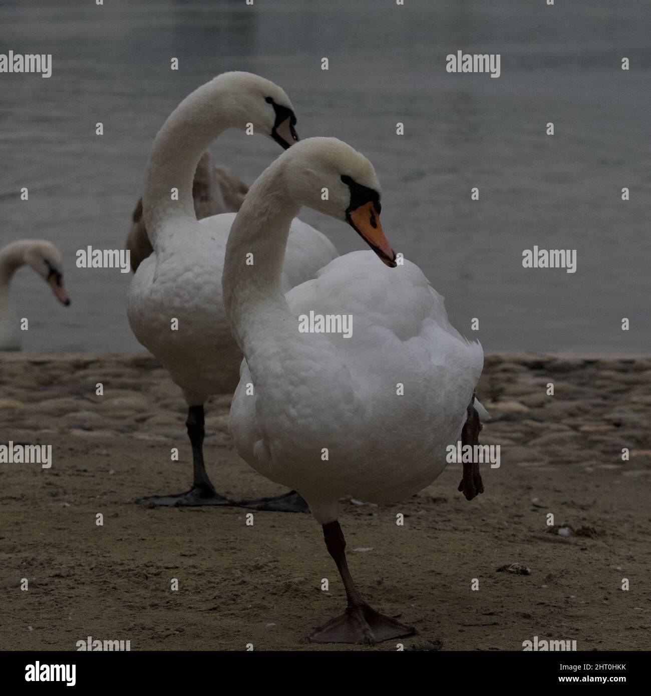 Funny approach hi-res stock photography and images - Alamy