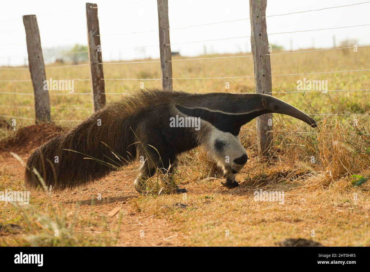 Giant anteater amazon hi-res stock photography and images - Alamy