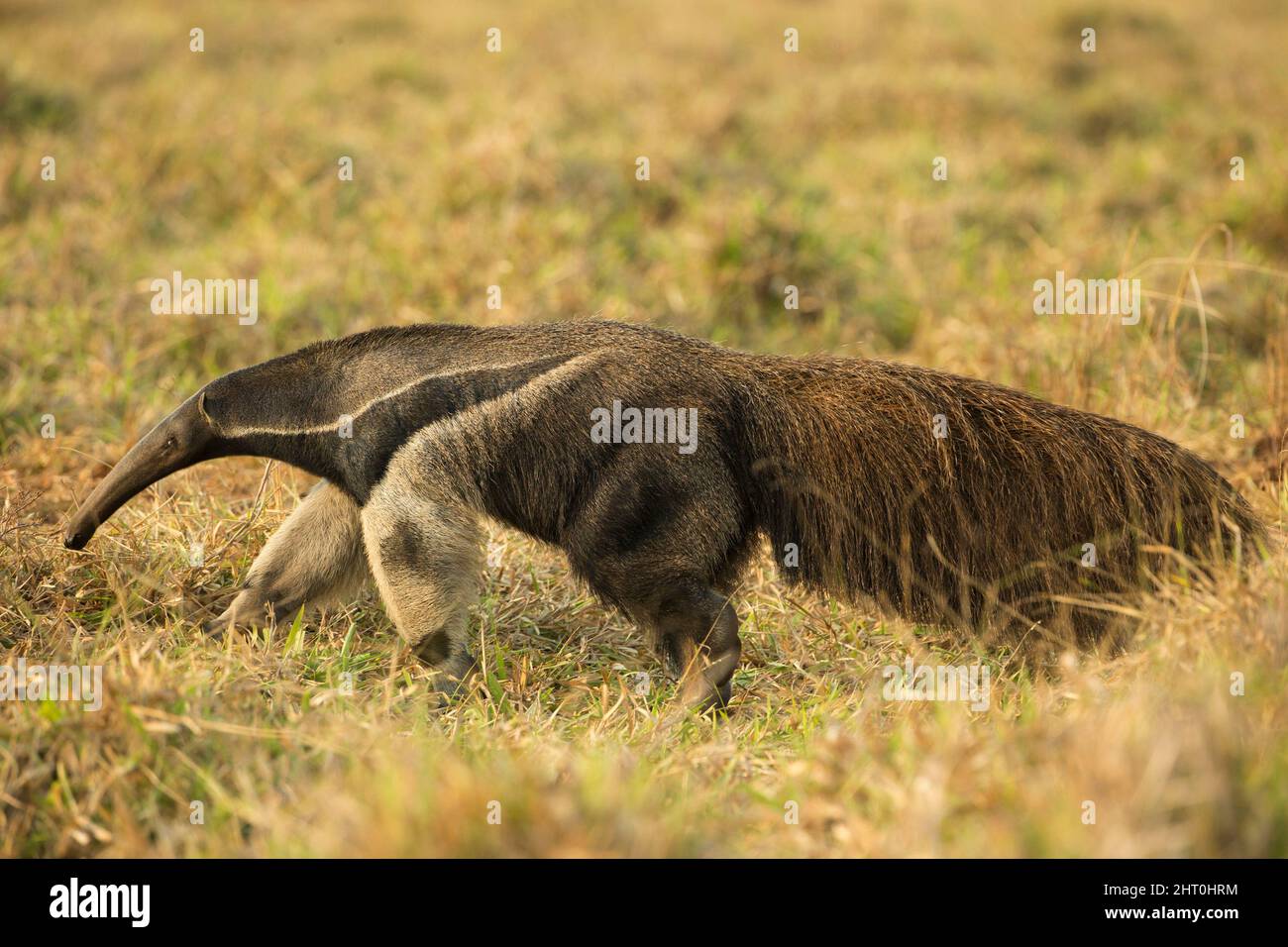 Giant Anteater Size