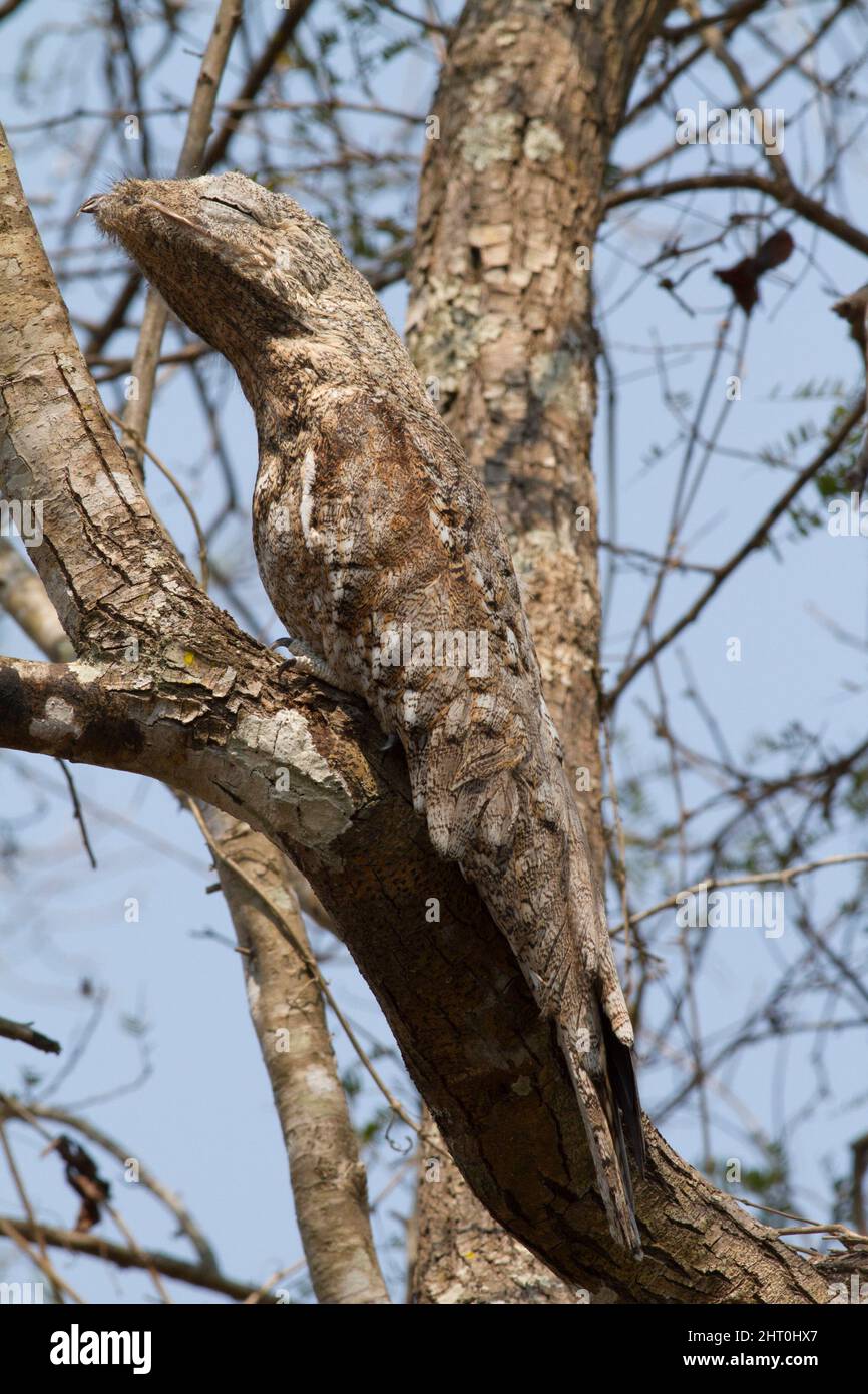 Great potoo (Nyctibius grandis) camouflaged as a tree branch. Brazil ...