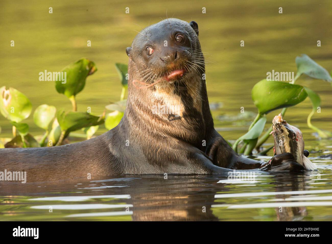 Giant otter (Pteronura brasiliensis), at the river’s edge with freshly ...