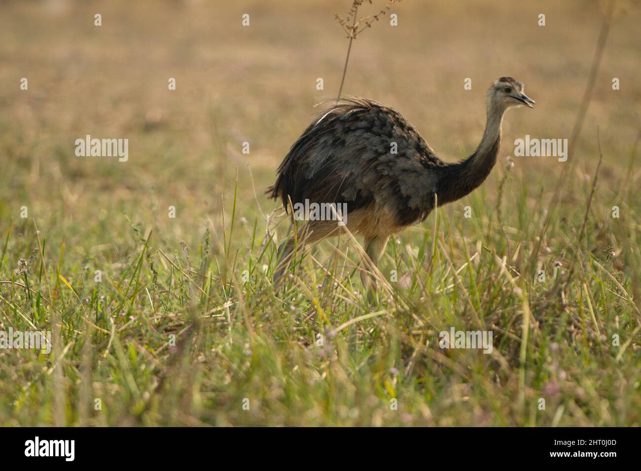 Greater rhea pampas hi-res stock photography and images - Alamy