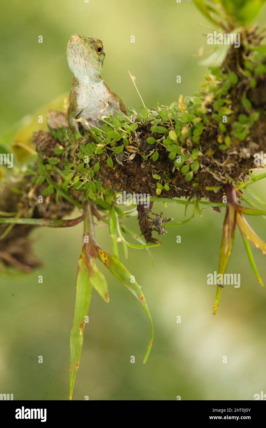 Neotropical green anole (Anolis biporcatus) on a tree in forest. Costa ...