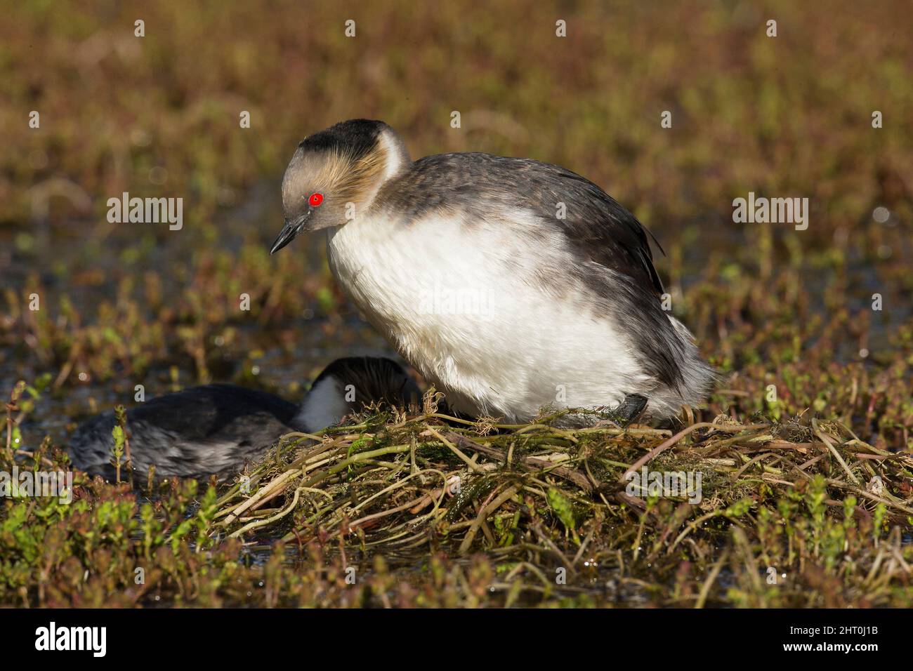Silvery grebe (Podiceps occipitalis) parent and a chick at the nest on ...