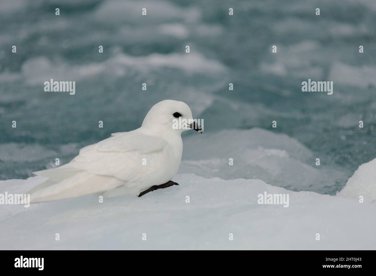 Snow petrel (Pagodroma nivea) on an ice floe. Royal Bay, Ross Glacier ...