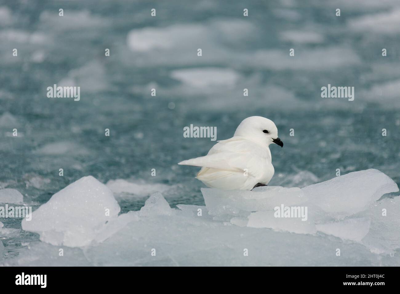 Snow petrel (Pagodroma nivea) on an ice floe. Royal Bay, Ross Glacier ...