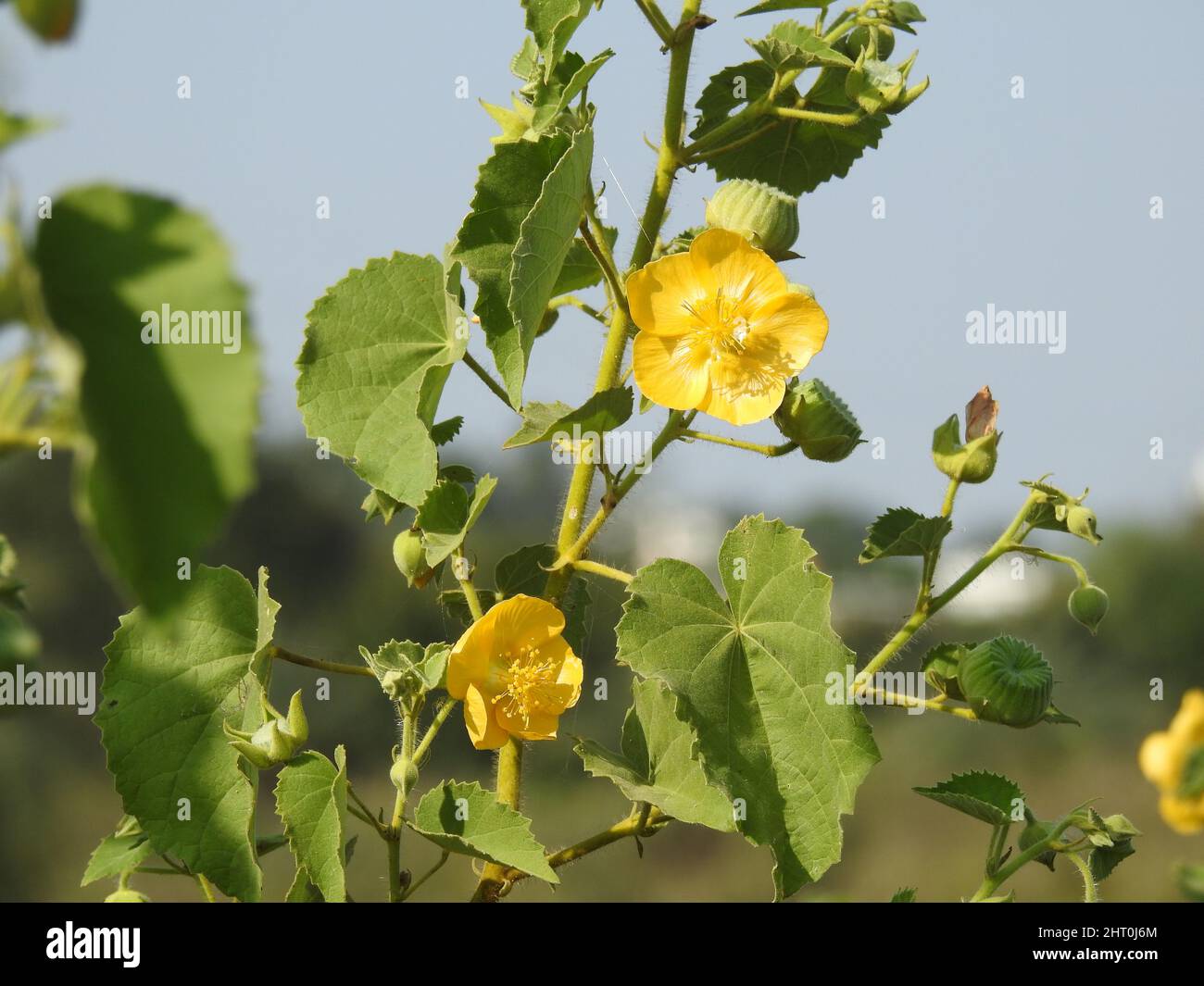Beautiful Abutilon Indicum or Indian Mallow Plant leaves and flowers ...