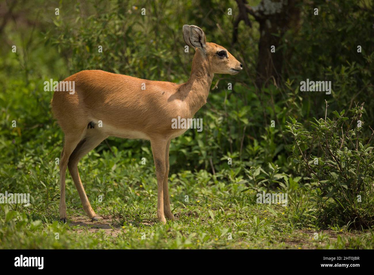 Steenbok (Raphicerus campestris), a small antelope, 45 to 60 cm at the ...