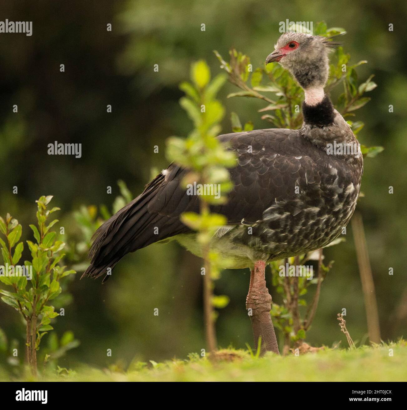 Southern screamer (Chauna torquata) walking, turning its head to look ...