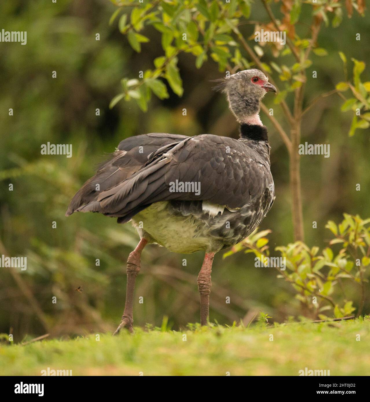 Southern screamer (Chauna torquata) walking. It is a large bird, 81 to ...