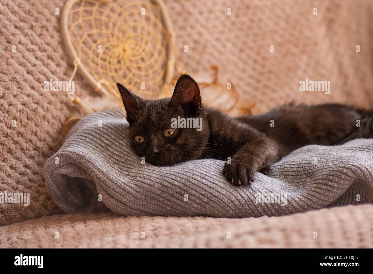 Cozy nap time and sleep. Cosy sleeping cat on warm blanket. Perfect ...
