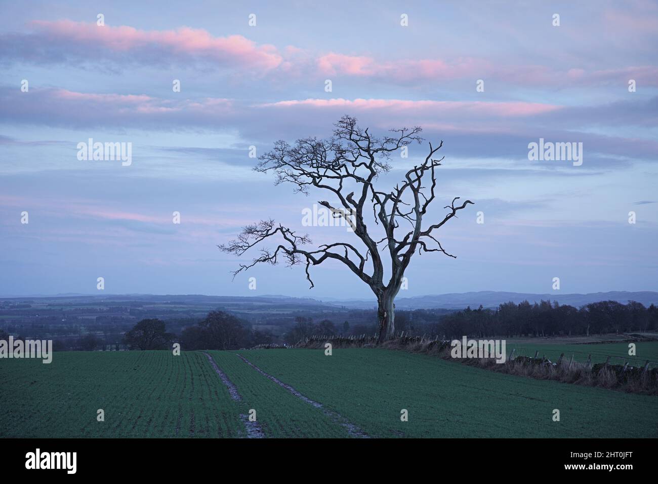 Single dry tree in a field with a colorful sky in the background ...