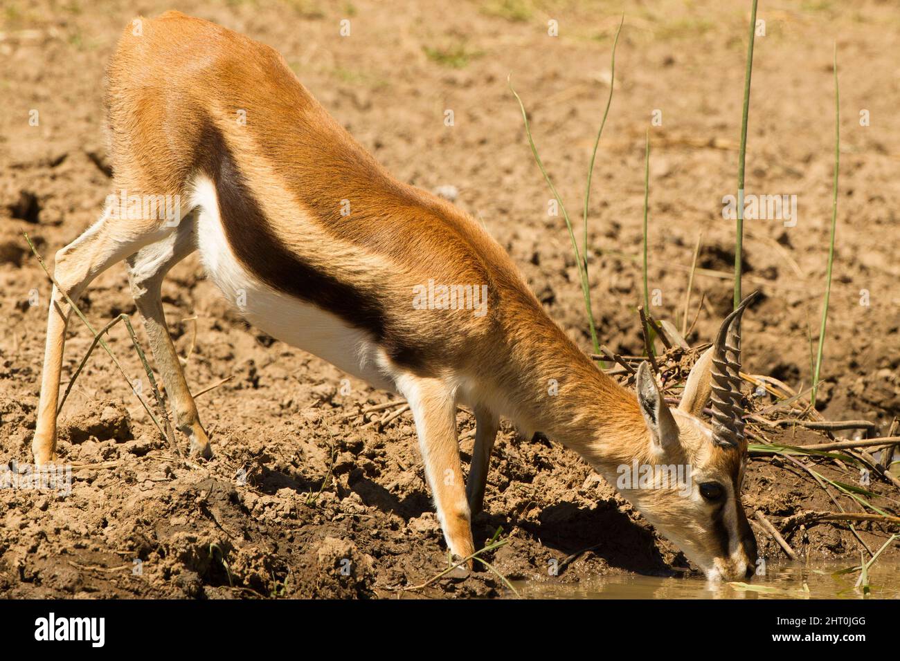 Thomson’s gazelle (Eudorcas thomsonii) drinking from a puddle in mud ...