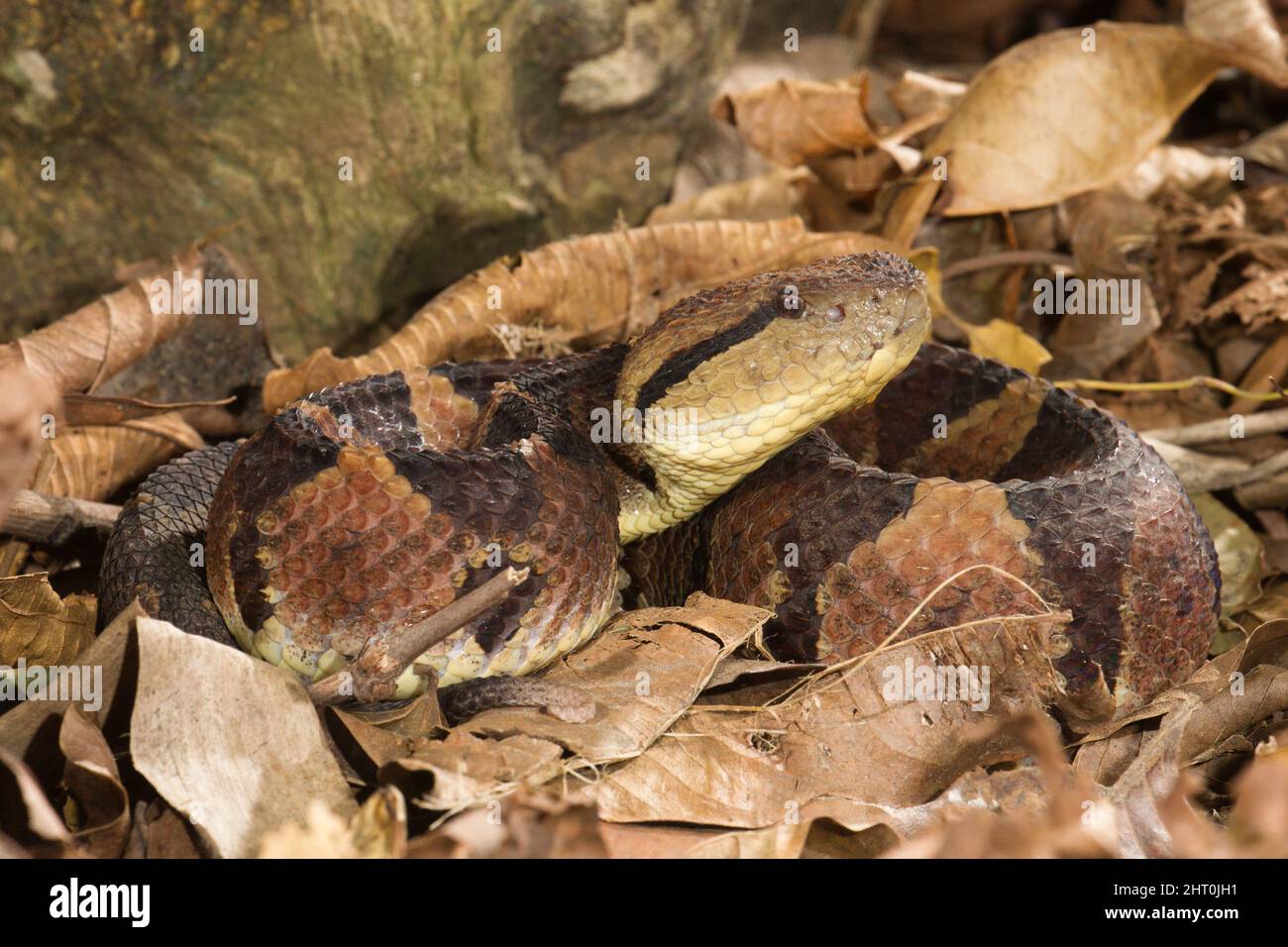 Jumping pit viper (Atropoides nummifer), well camouflaged snake in leaf ...
