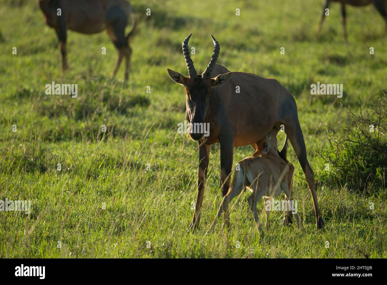Topi antelope female hi-res stock photography and images - Alamy