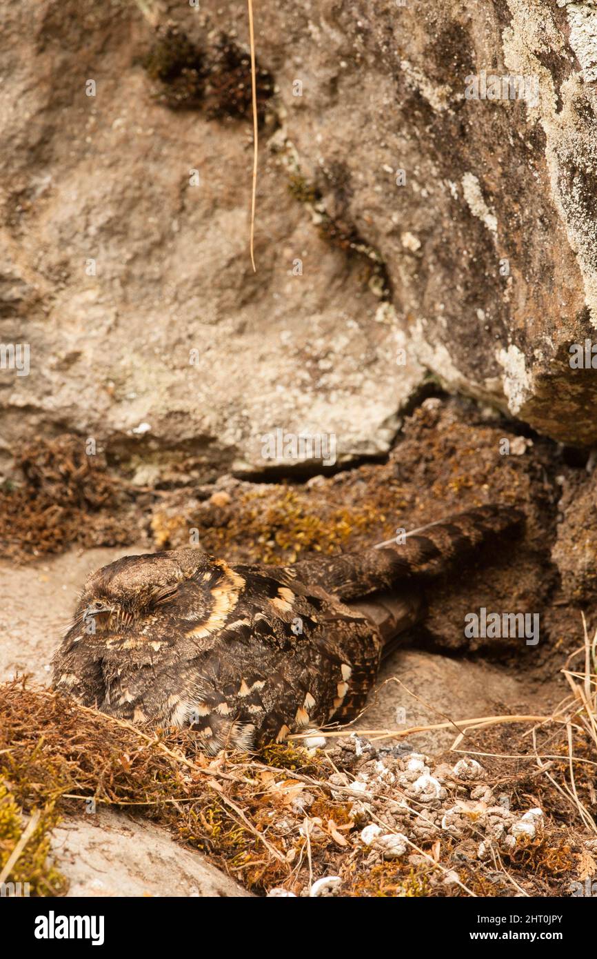 Montane nightjar (Caprimulgus poliocephalus) resting on the ground ...