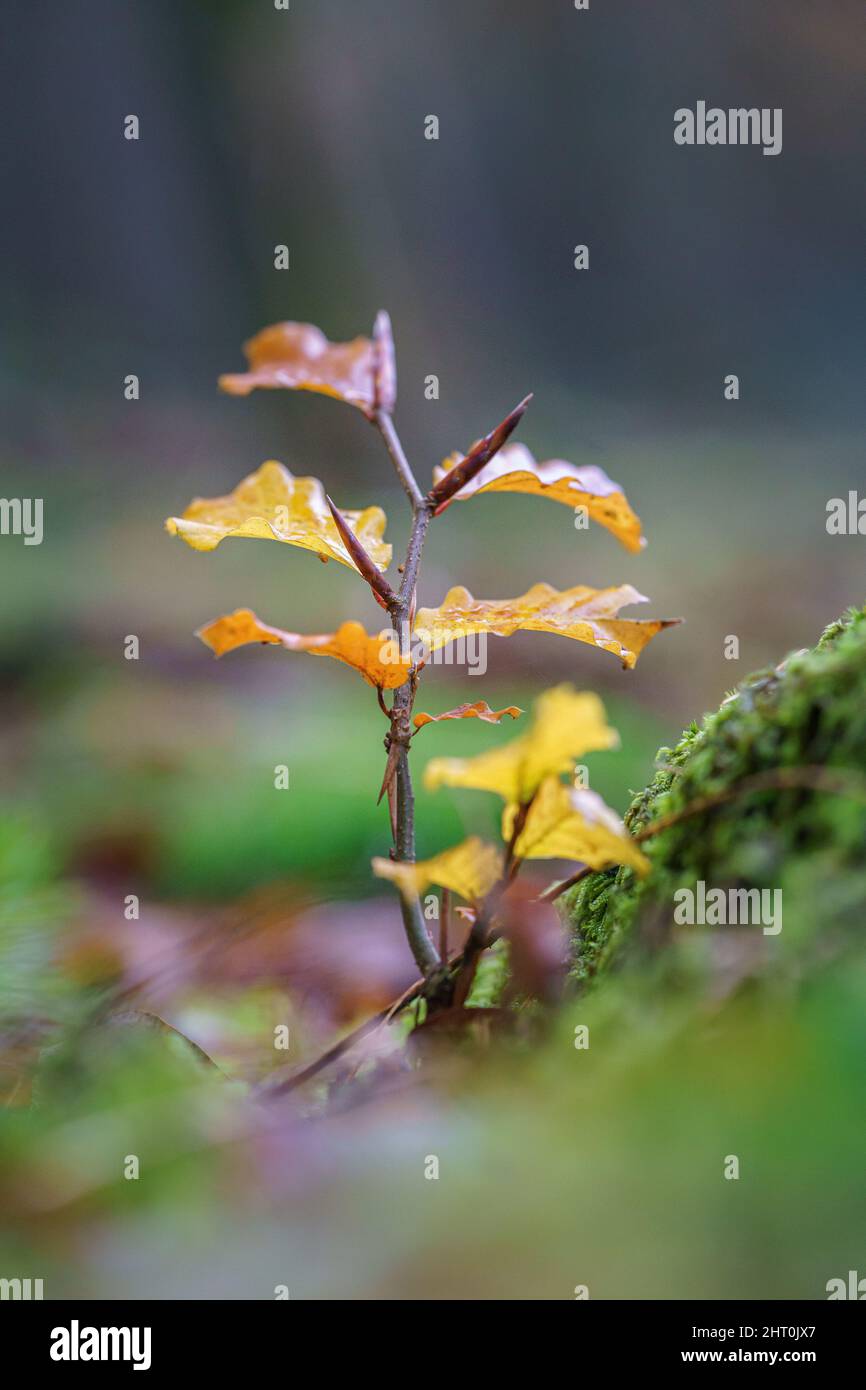 Macro shot of a Young beech tree sprout in autumn colors Stock Photo ...