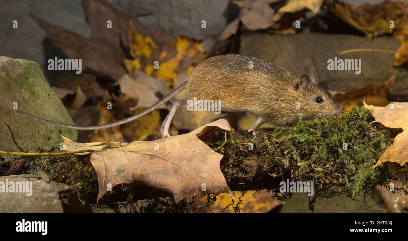 An exceptionally long tail hi-res stock photography and images - Alamy