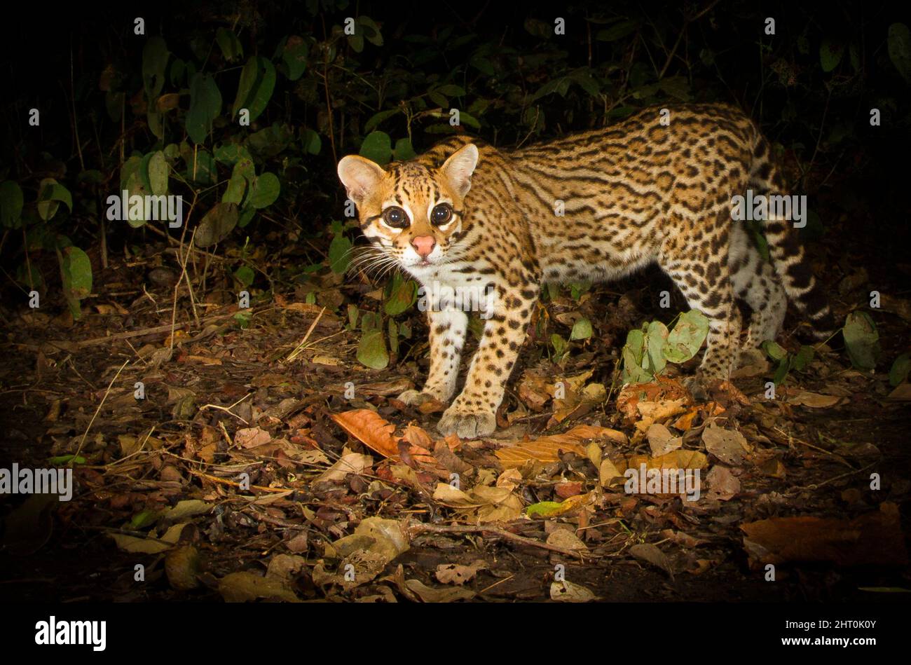Ocelot (Leopardus pardalis) hunting at night, photographed by camera ...