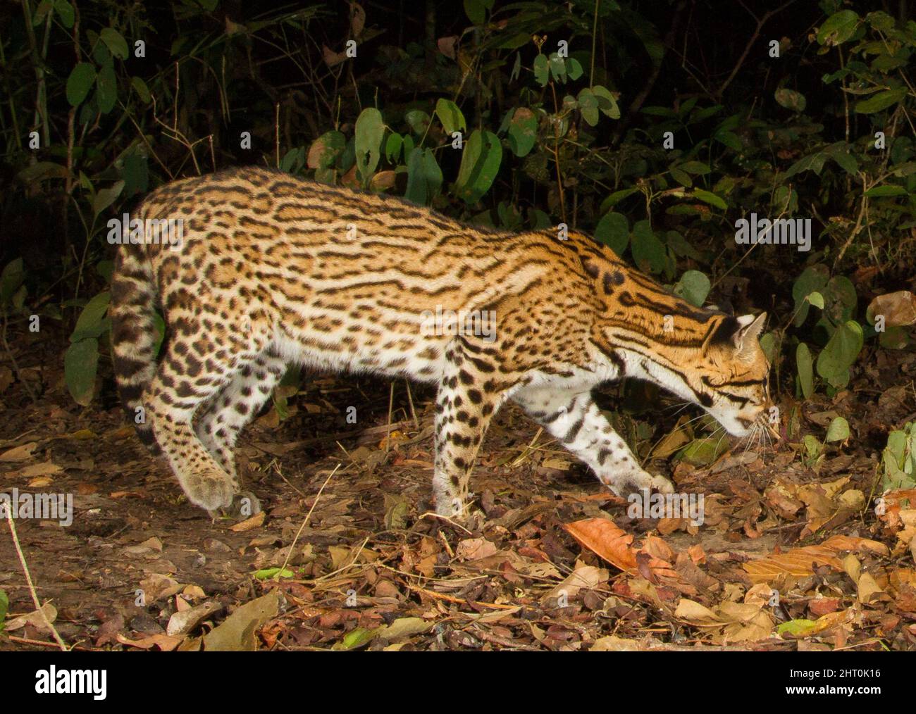 Ocelot Hunting