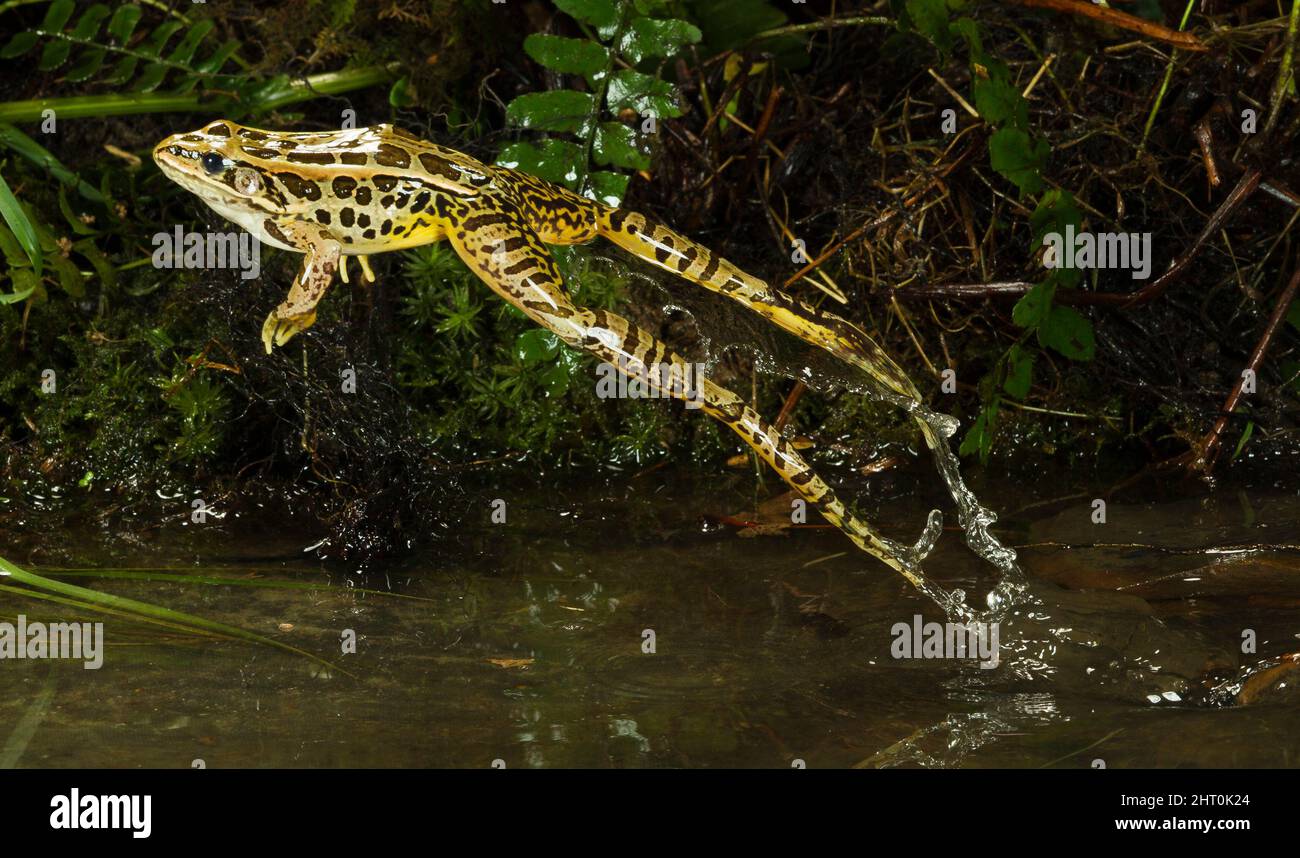 Pickerel frog (Rana palustris) jumping. Pennsylvania, USA Stock Photo ...