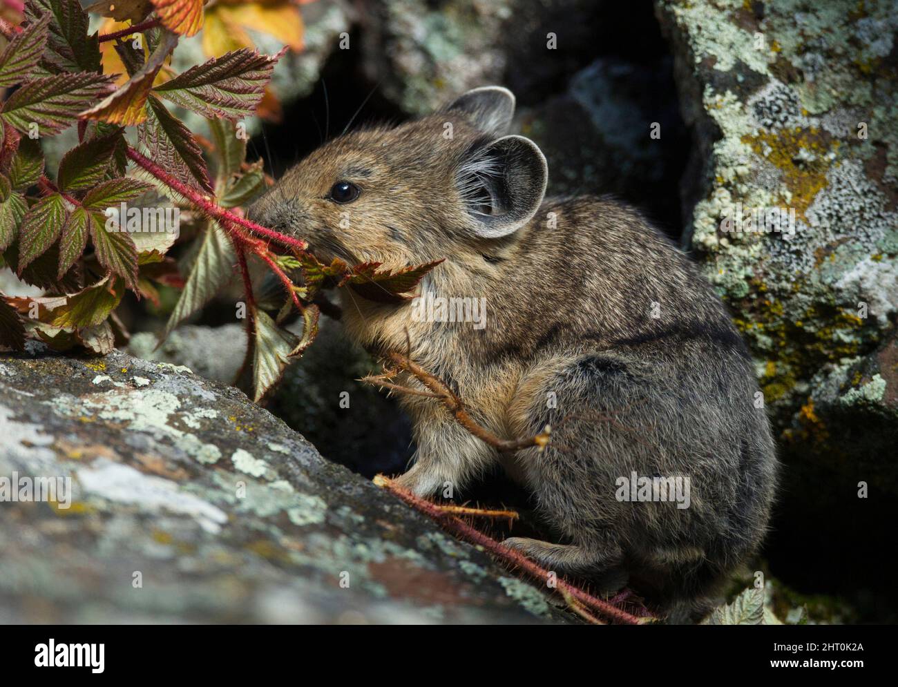 Haypiles hi-res stock photography and images - Alamy