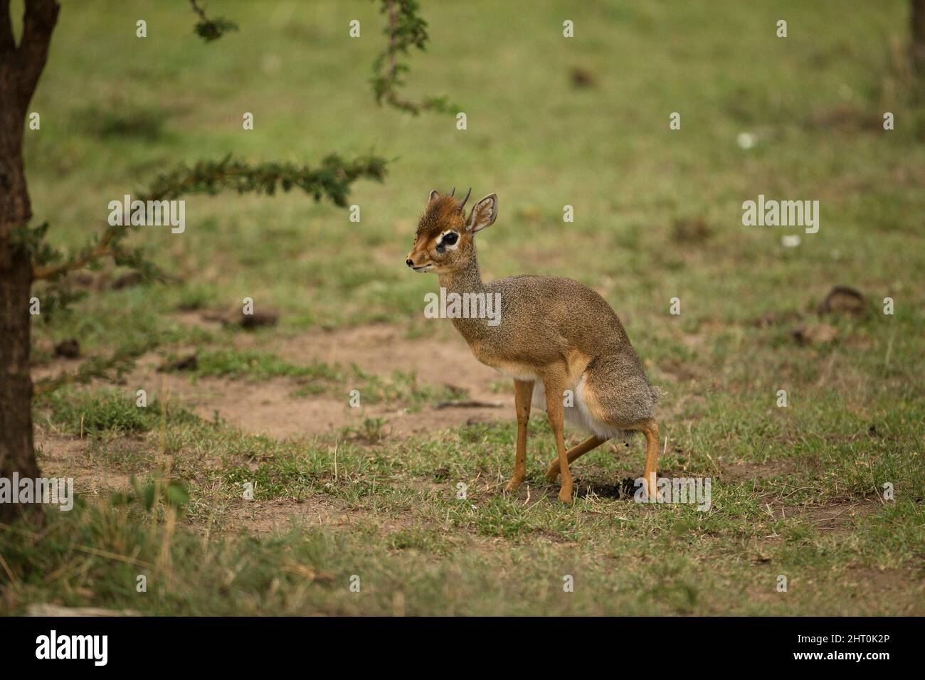 Kirk’s dik-dik (Madoqua kirkii) male excreting. They live in monogamous ...