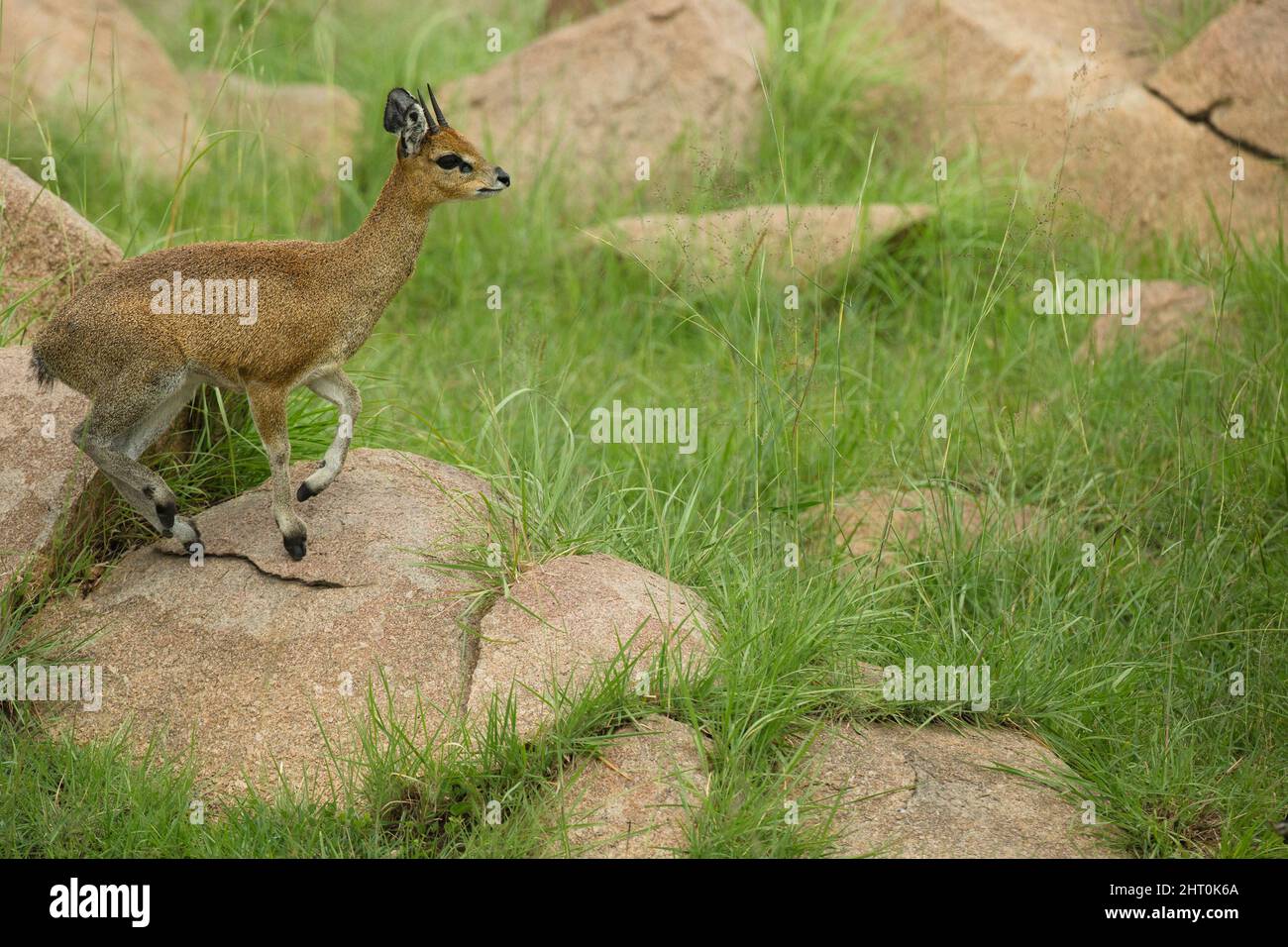 Klipspringer (Oreotragus oreotragus) running on boulders. Serengeti ...