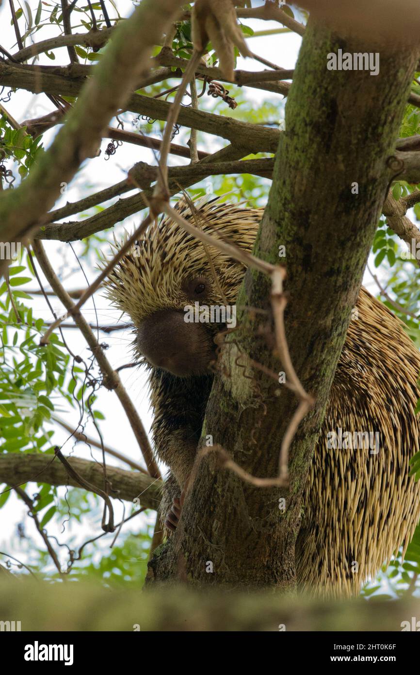Brazilian porcupine (Coendou prehensilis) climbing a tree. Pantanal ...