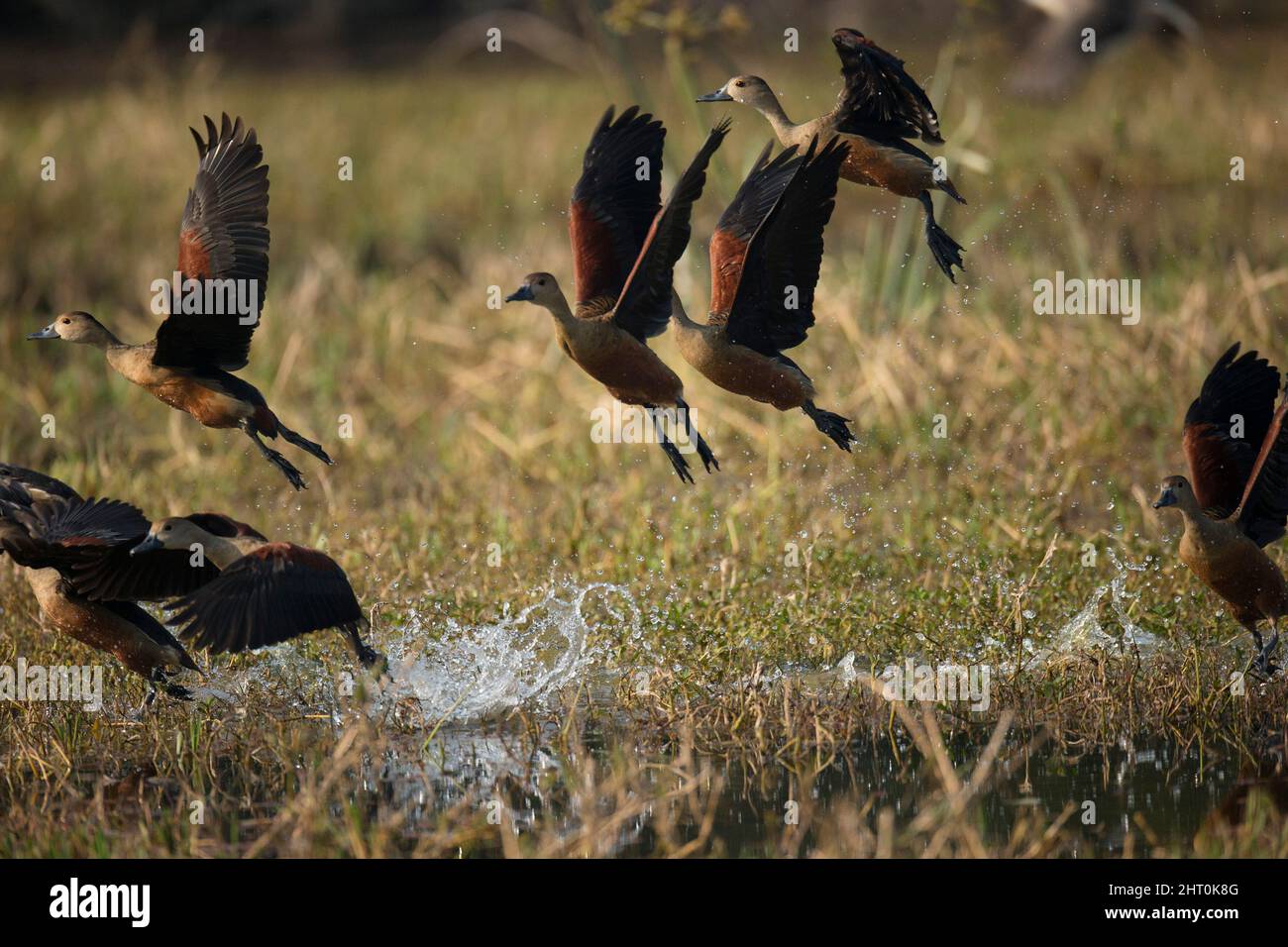 Lesser whistling-duck (Dendrocygna javanica) members of a flock taking ...