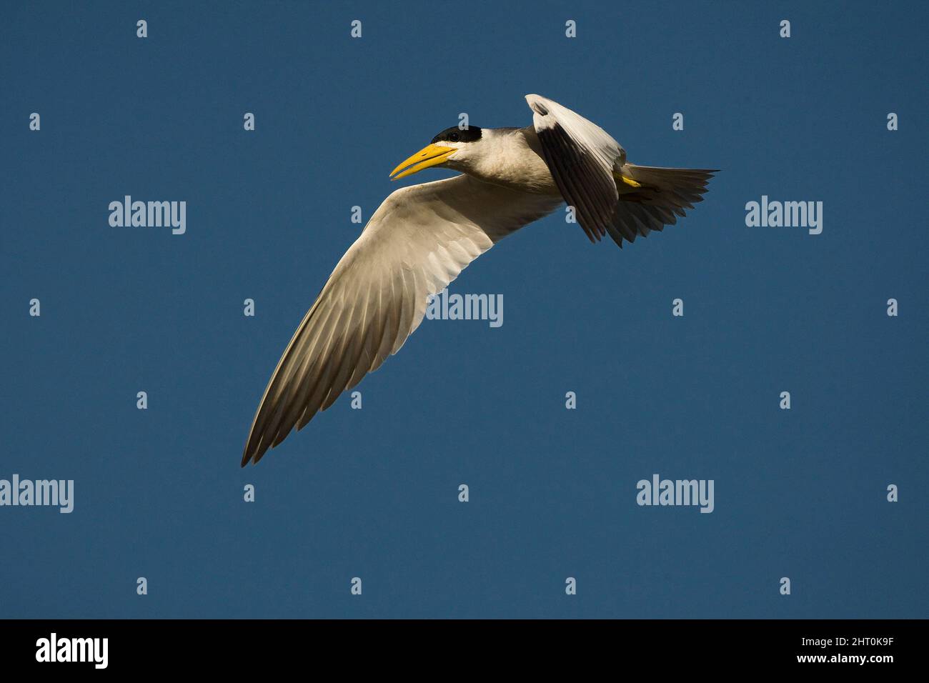 Large-billed tern (Phaetusa simplex) in flight. Pantanal, Mato Grosso ...