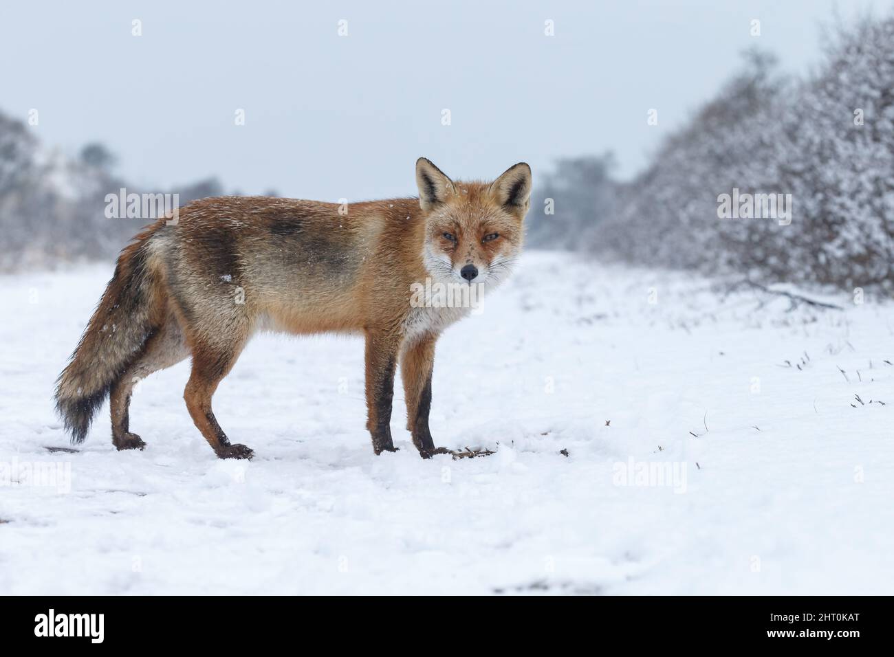 Red Fox in wintertime with snow and snowfall in nature on a cold day ...