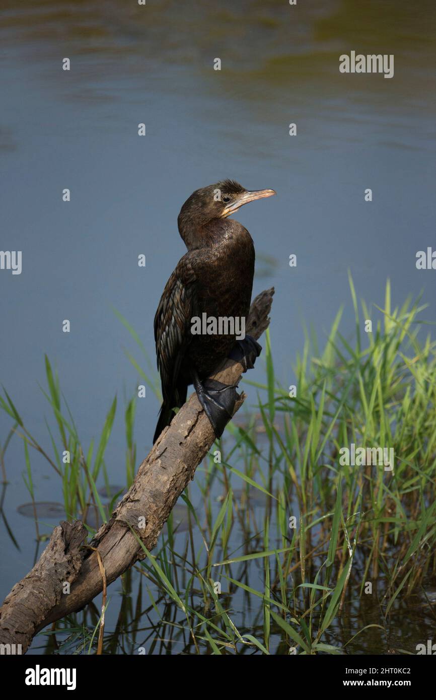 Little cormorant (Microcarbo niger) on a stick in water. Kanha National ...