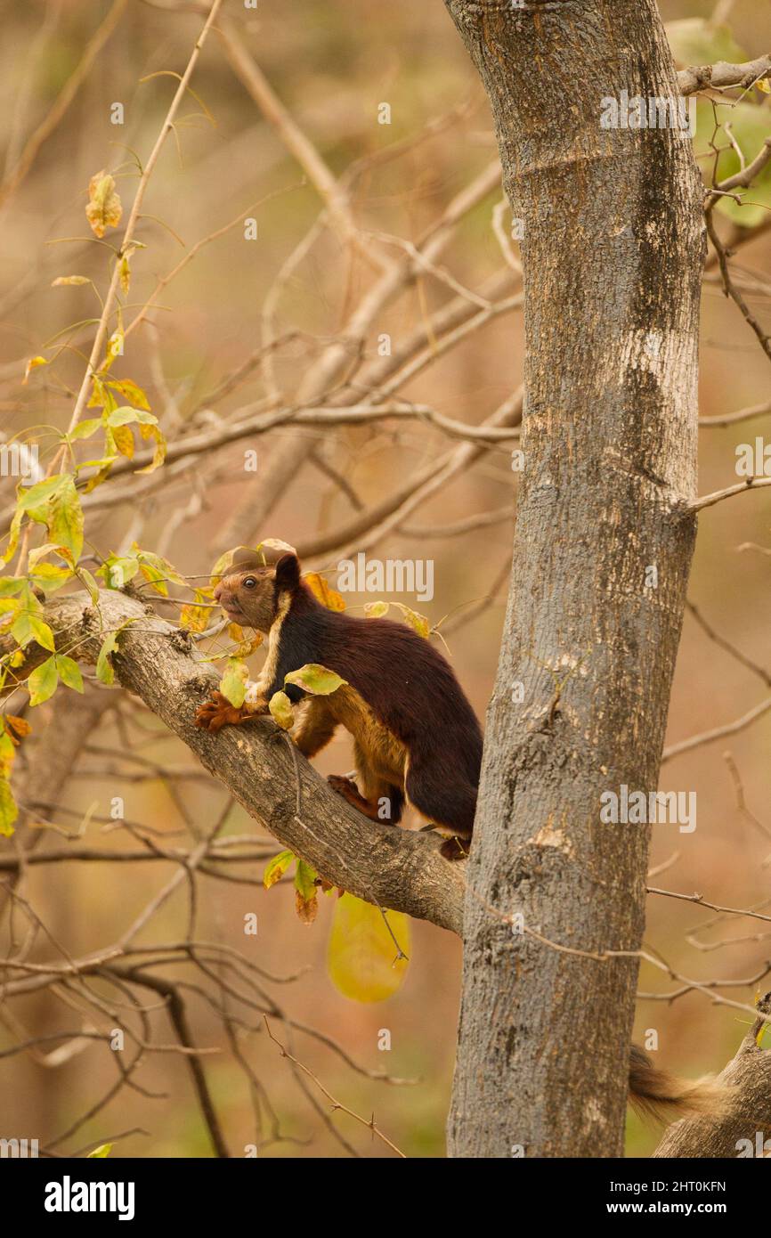 Indian giant squirrel (Ratufa indica) climbing in a tree. Satpura ...