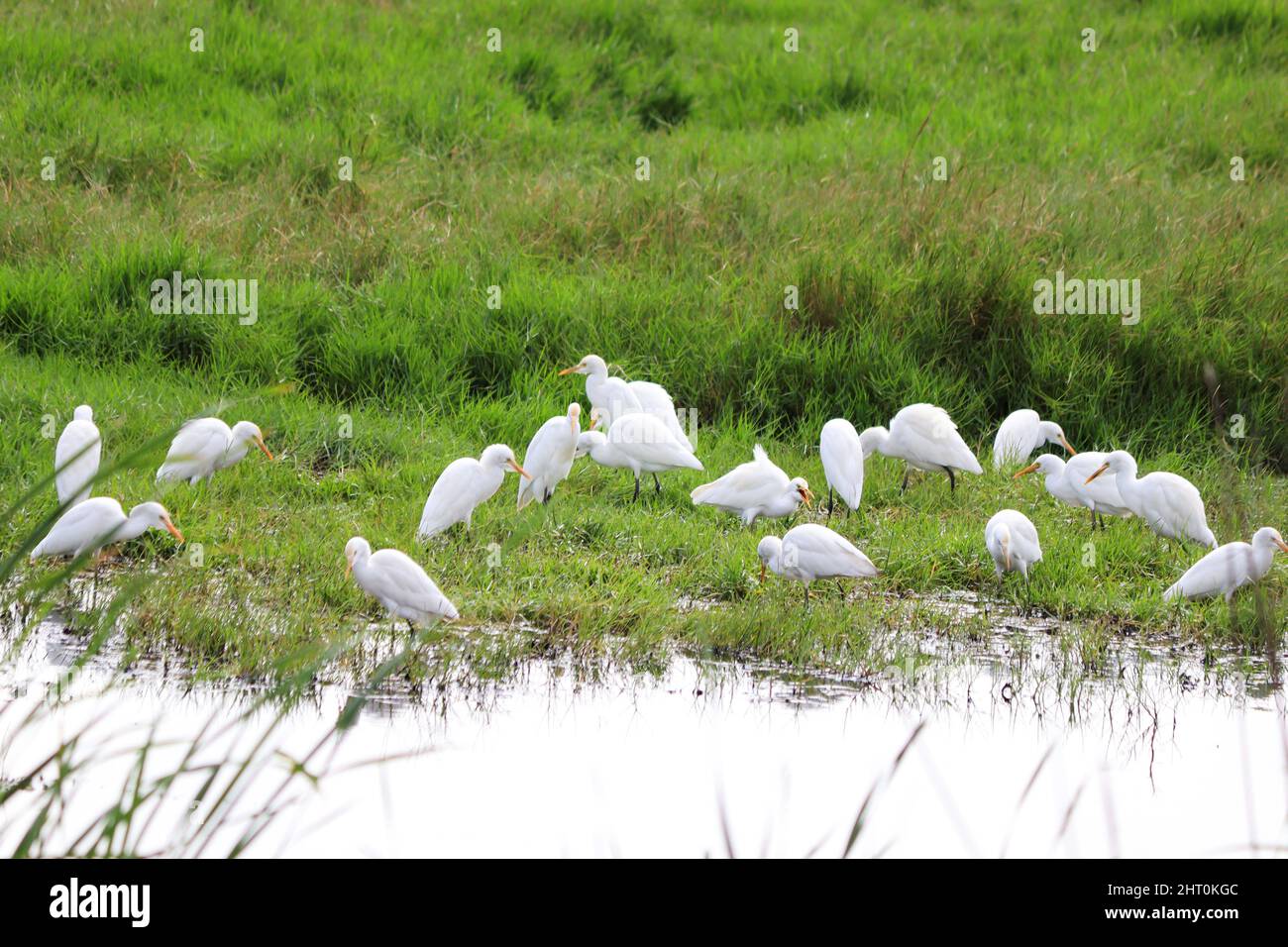 Group of Great egrets on a bog with green grass on the background Stock ...