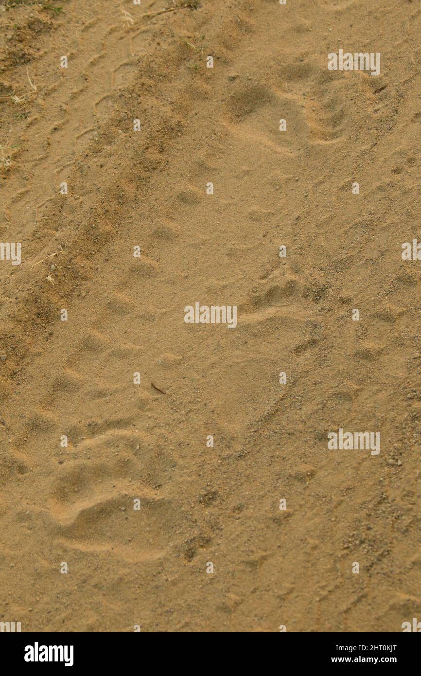 Tracks of a Sloth bear (Ursus ursinus) crossing a road. Satpura ...