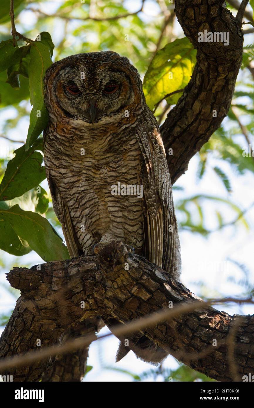 Mottled wood owl (Strix ocellata) roosting in a tree. Satpura National ...