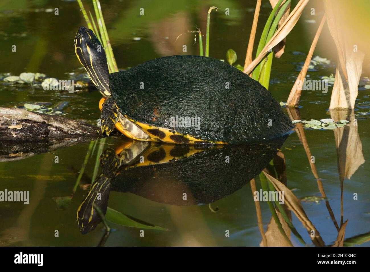 Florida red bellied turtle everglades hi-res stock photography and ...
