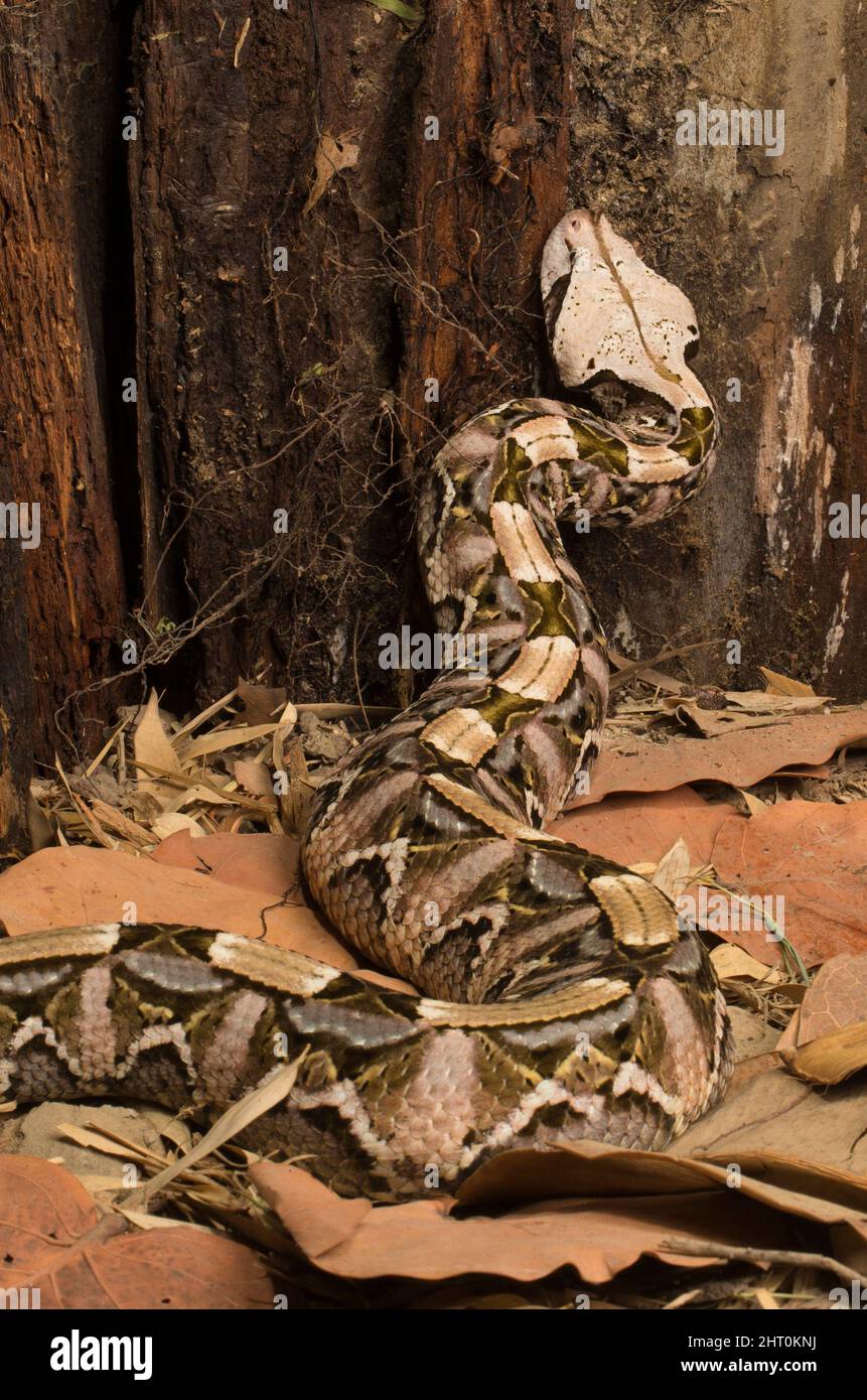 Gaboon viper fangs hi-res stock photography and images - Alamy