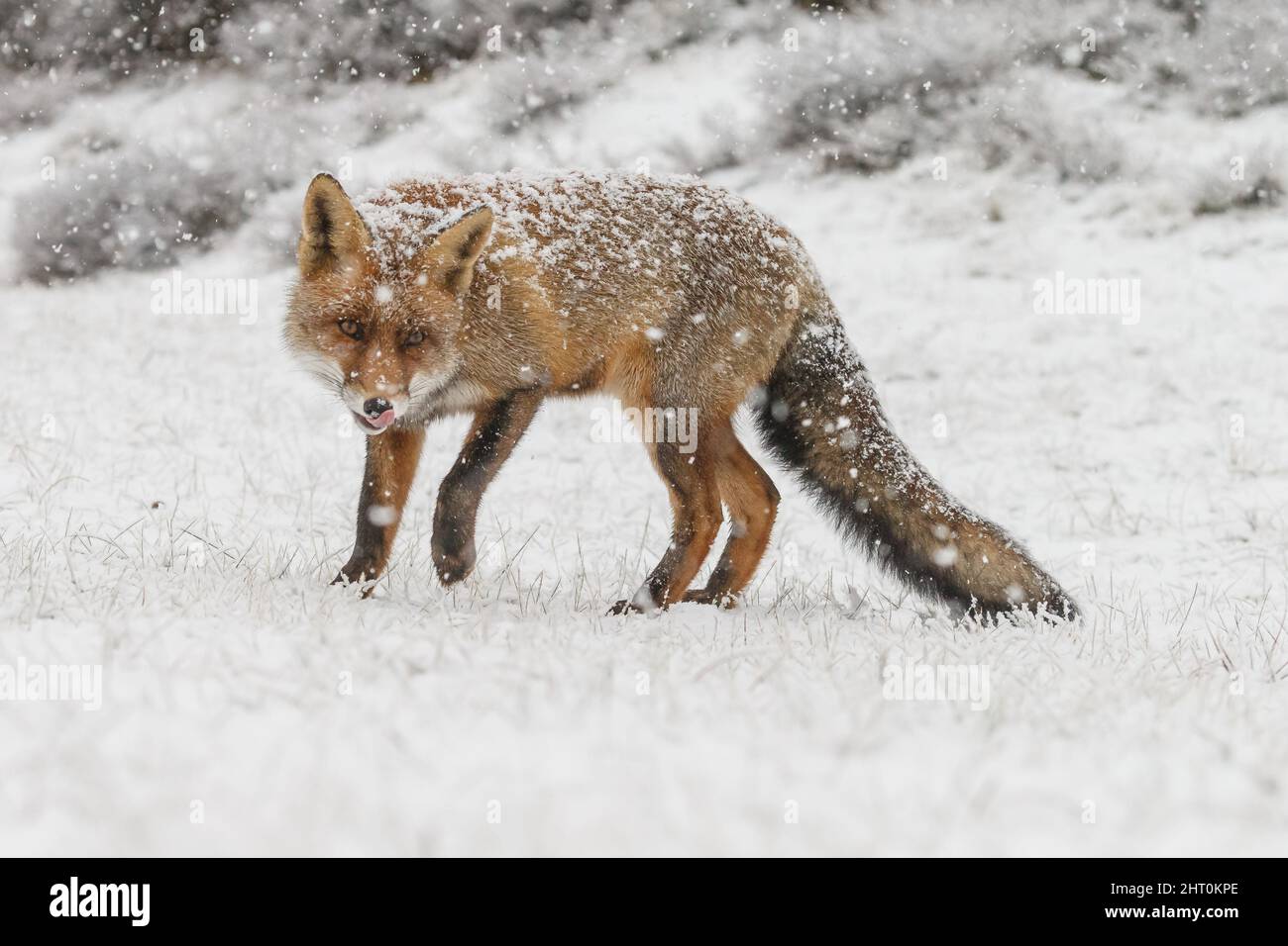 Red Fox in wintertime with snow and snowfall in nature on a cold day ...