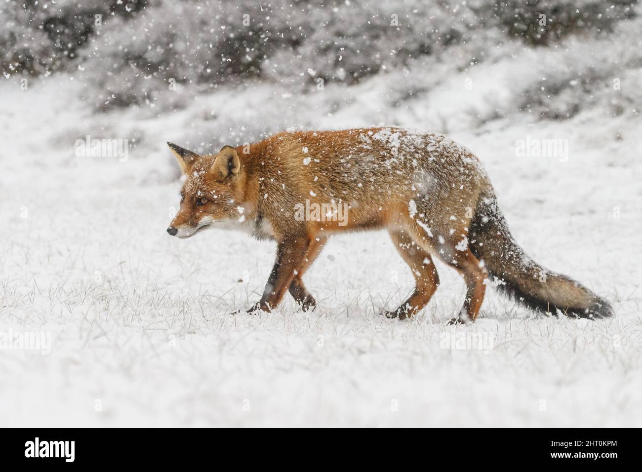 Red Fox in wintertime with snow and snowfall in nature on a cold day ...
