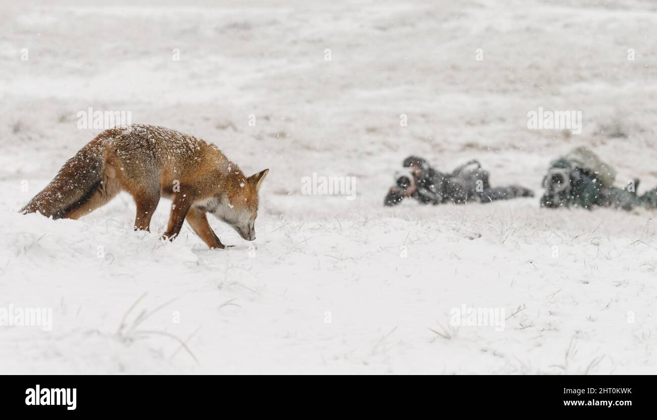 Red Fox in wintertime with snow and snowfall in nature on a cold day ...