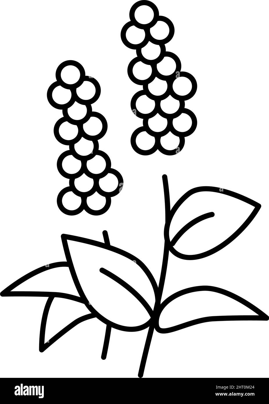 patchouli flowers aromatherapy line icon vector isolated illustration ...