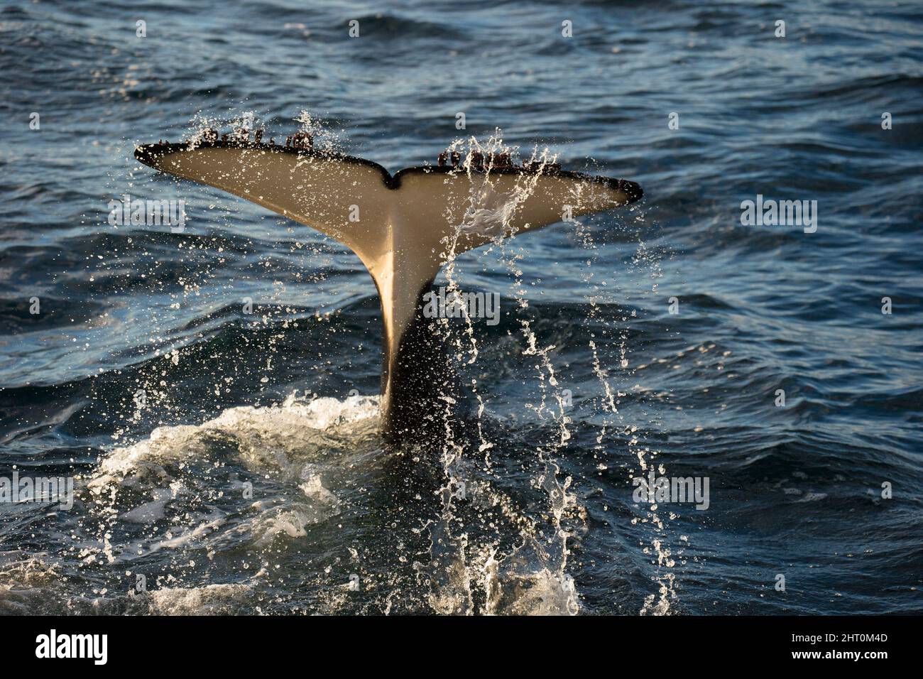Killer whale (Orcinus orca) fluke of a diving orca. Sea of Cortez ...