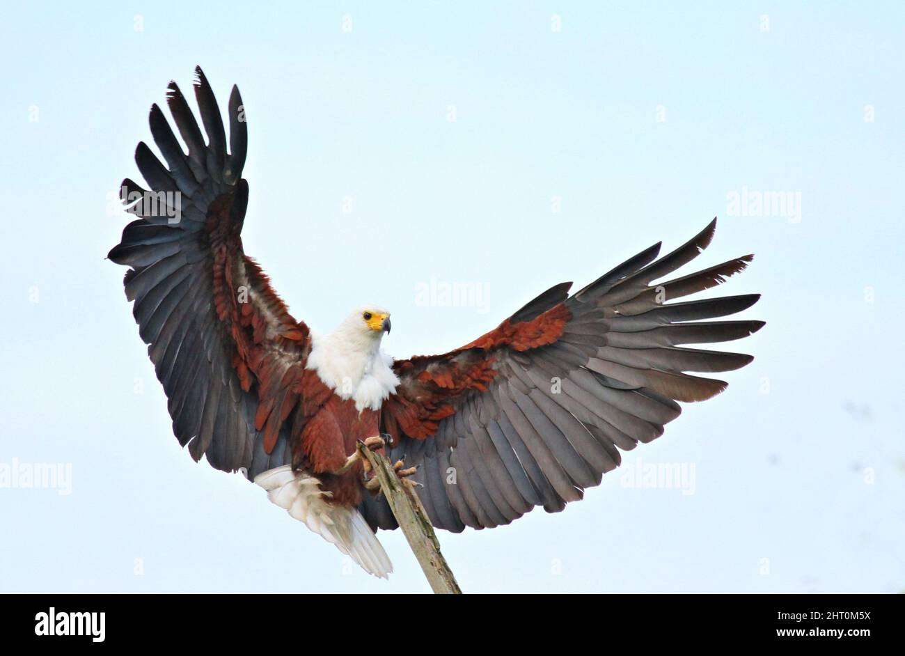 Powerful wings hi-res stock photography and images - Alamy